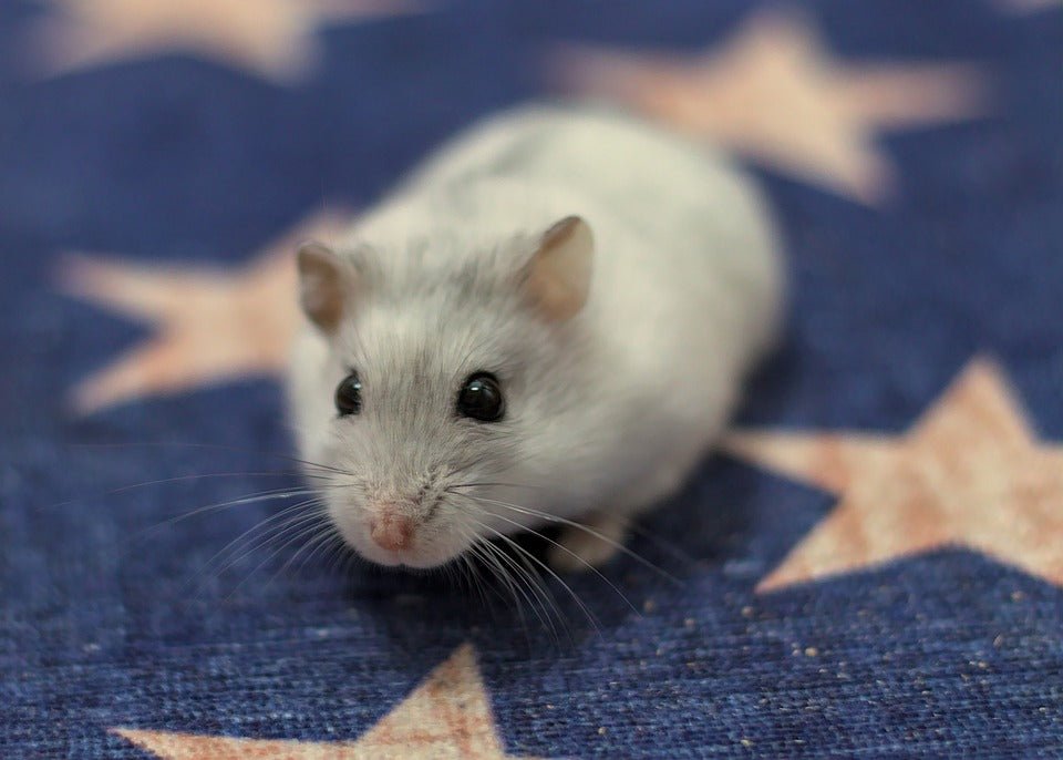 de-15-meest-gestelde-vragen-over-hamsters-316962.jpg?v=1702401392
