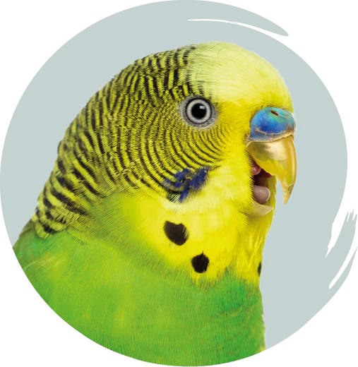 vogel_vogelkooi_dierenwinkel.webp?v=1727330614